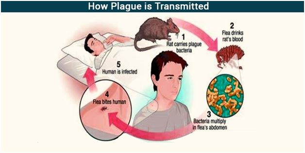 Plague – The Byzantium Blogger
